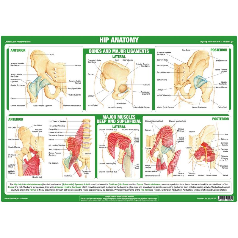 Joint Anatomy Chart Series (A2 Paper Format, Hip Joint) - Online ...