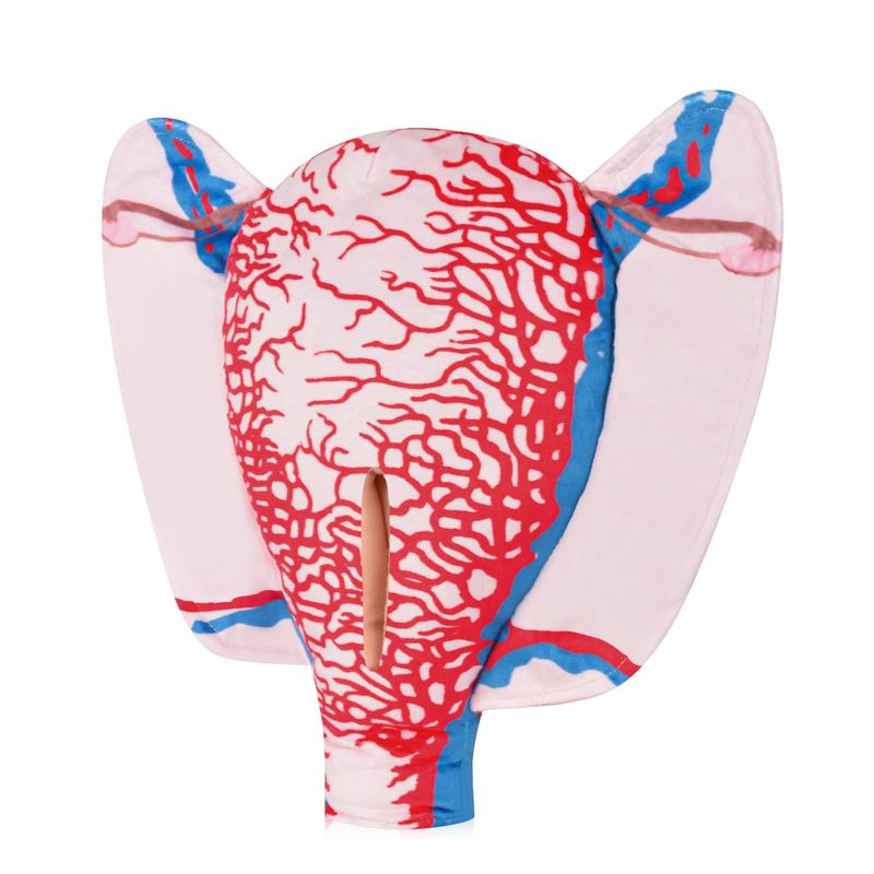 Skillssist Cloth Uterus Incision Model, Fabric Female Pregnancy Uterine ...
