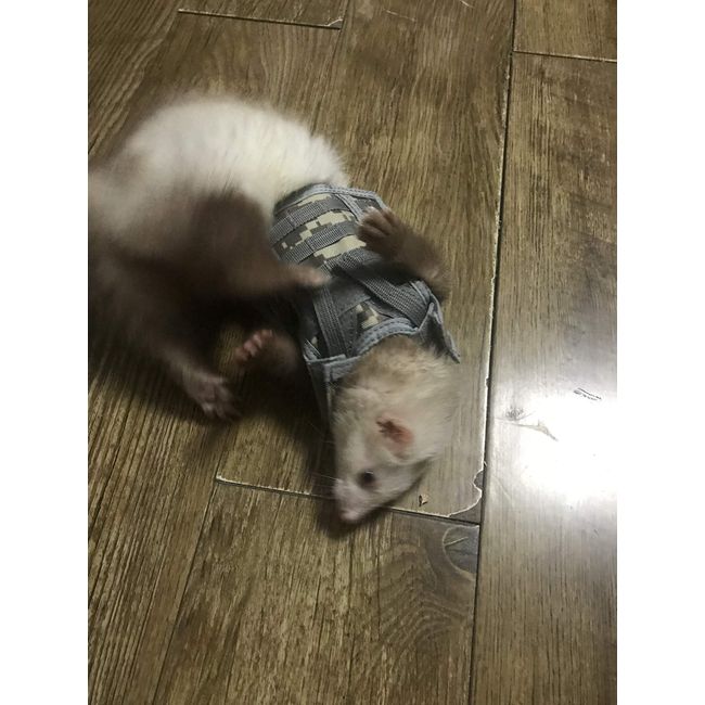 Ferrets Wearing Clothes