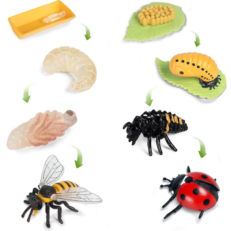 SIENON 8pcs Insect Life Cycle Figurines of Honey Bee and Ladybug ...
