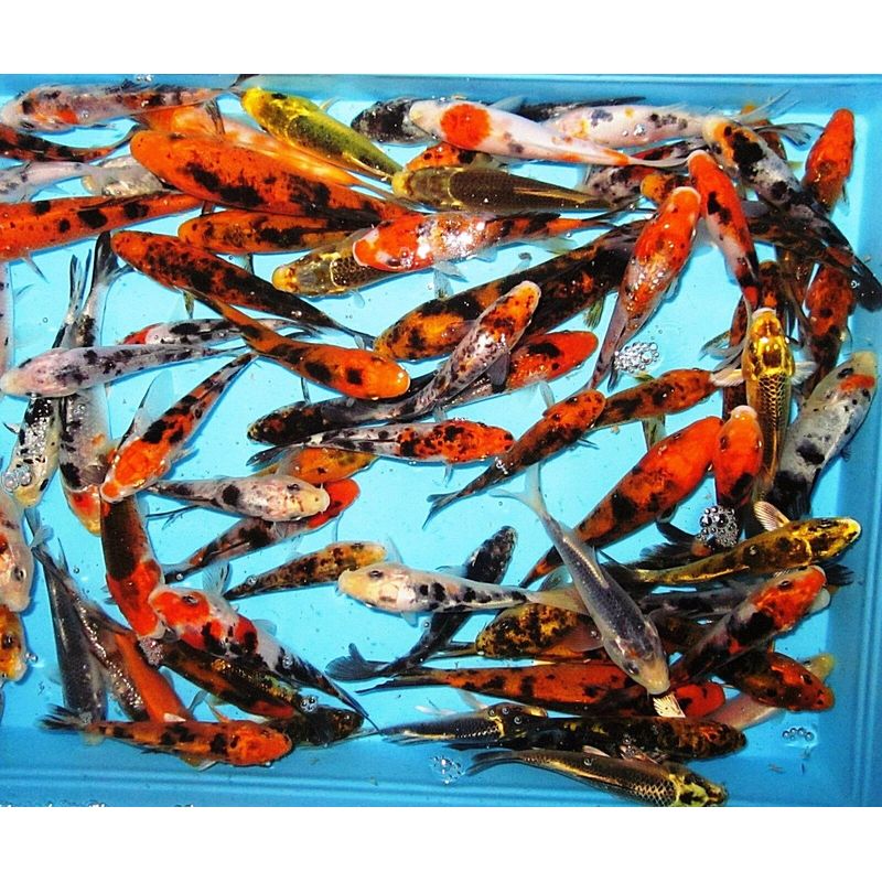 12- Lot Assorted 4"-5” Standard Fin Live Koi Fish koi Pond Garden PKF ...
