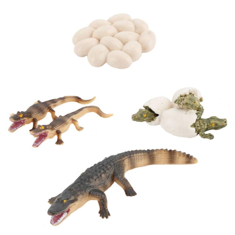 STOBOK Crocodile Life Cycle Toys - Plastic Crocodile And Eggs Figurines ...