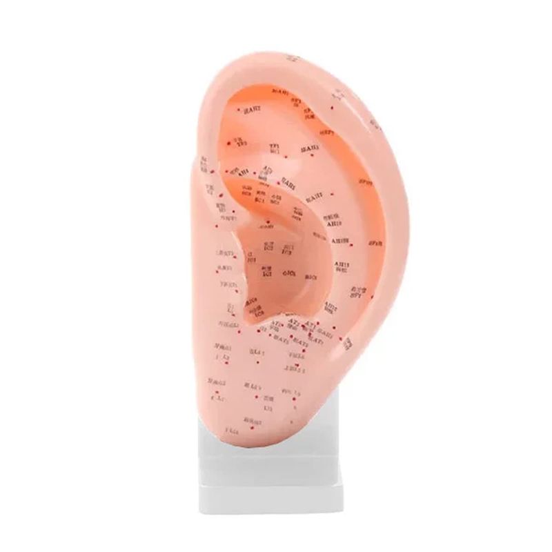 Ear Model with Stand (W x H x D): 4.7 x 9.8 x 2.6 inches (120 x 250 x ...