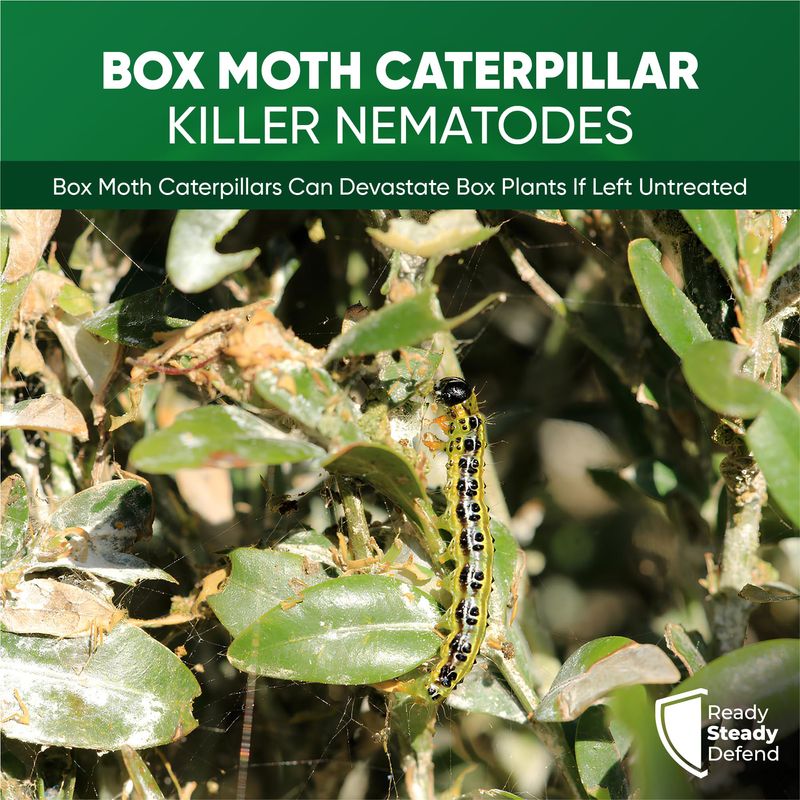 Box Moth Caterpillar Killer Nematodes -Effective Box Tree Moth ...
