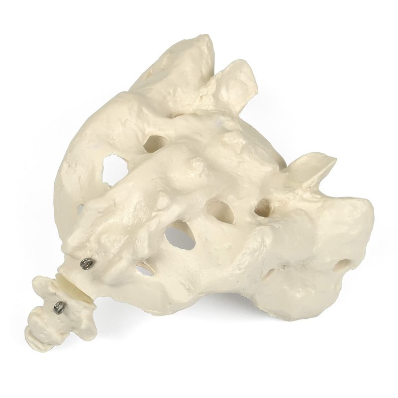 Life-sized Sacral and Coccyx Model, Tailbone Connects and Moves ...