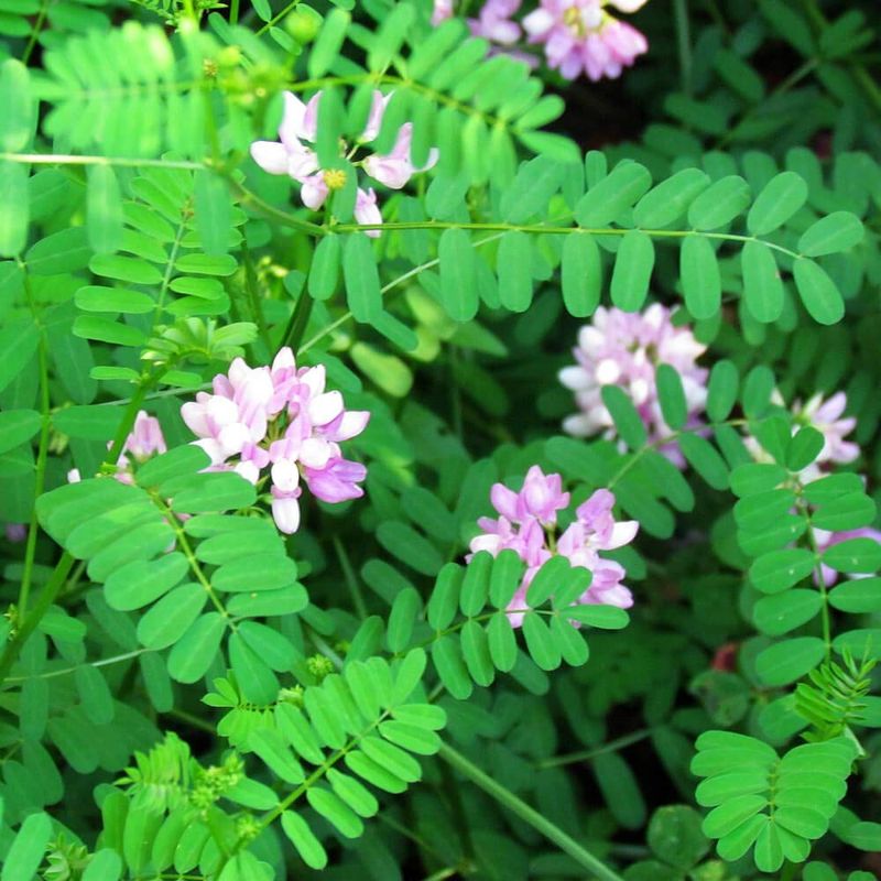 Outsidepride Crown Vetch Legume, Erosion Control, Forage Seed - 1 LBS ...