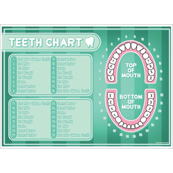 Laminated Teeth Chart Children's Educational Mini Poster - Online ...