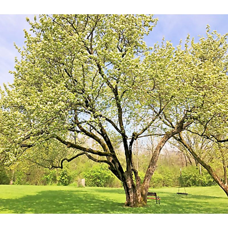 Washington Hawthorn Tree - 12-24" Tall - Live Plant - Crataegus ...