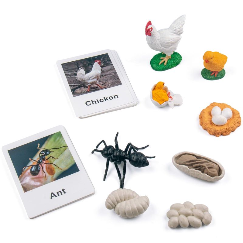 MEROCO Ant Chicken Life Cycle Animal Flash Cards with Animal Figurines ...