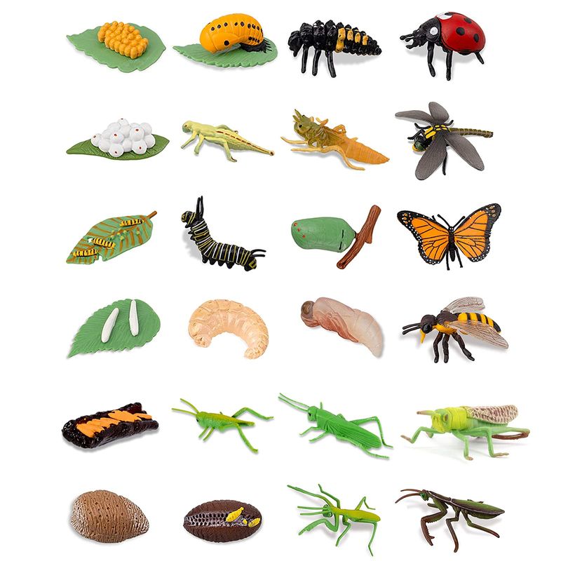 Odowalker 24PCS Life Cycle Figures,Insect Figurines Life Cycle of ...