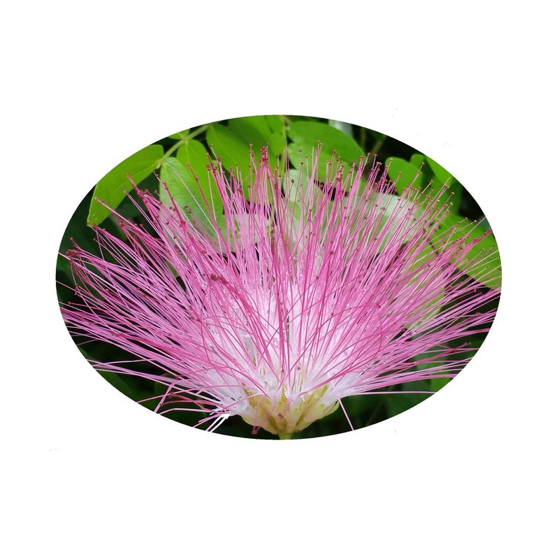 SURINAM Pink Powder Puff Tree Live Plant Rose Cascade Calliandra ...