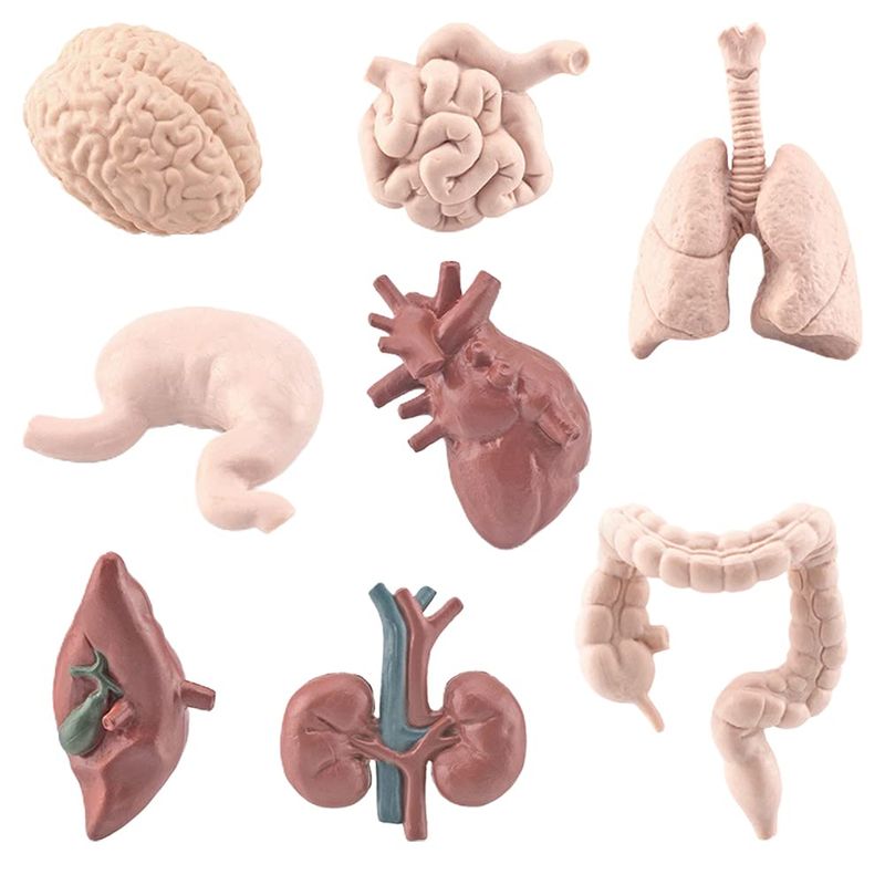 Human Model Human Body Organs for Human Anatomy Models Body Parts ...