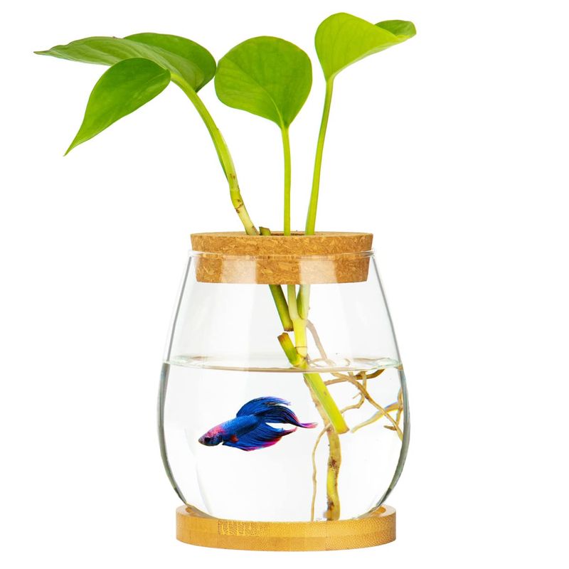 Desktop Fish Bowl Clear Glass Small Fish Tank with Wood Lid and Bamboo ...
