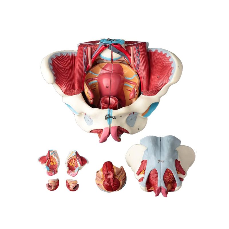 Female Pelvic Model Pelvic Floor Muscle Belt Genital Vascular ...