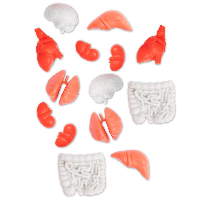 Accoutrements Itty Bitty Body Parts 14 Piece Set - Miniature Body Parts ...