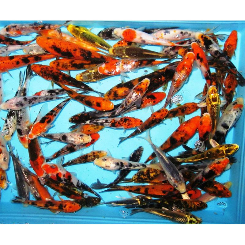 6- Lot Assorted 5" Standard Fin Live Koi Fish For Koi Pond Garden PKF ...