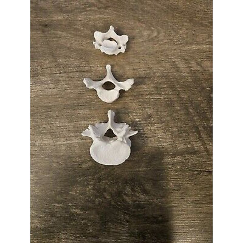 Model Vertebrae Cervical Thoracic And Lumbar Online Marketplace Everymarket