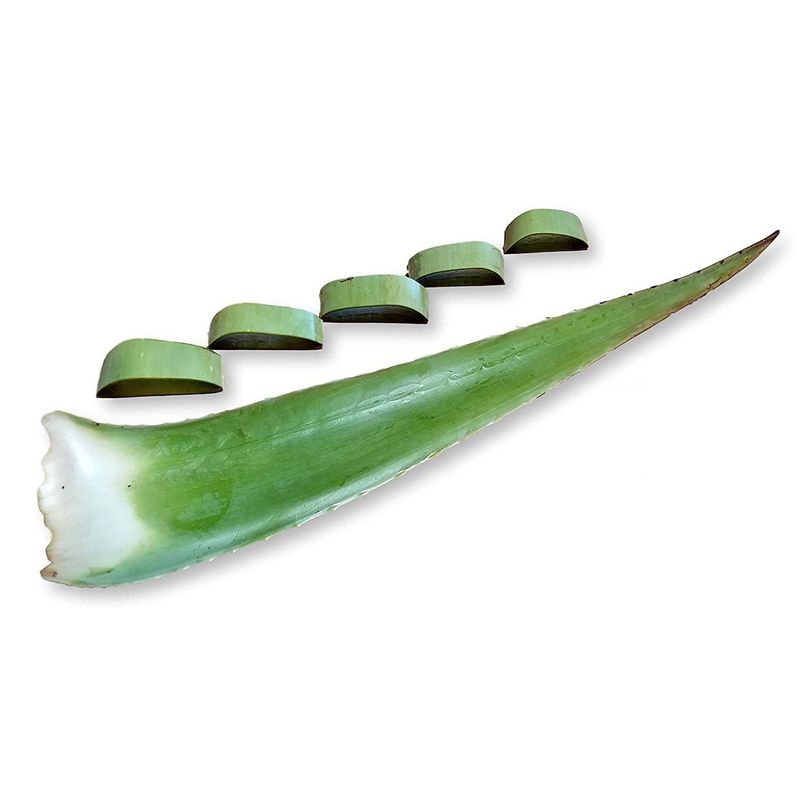 3 Pounds Organic Extra Large Aloe Vera Barbadensis Green Leaves ...