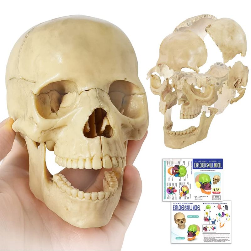Evotech Mini Human Skull Model, Didactic 15 Parts Palm-Sized Anatomy ...