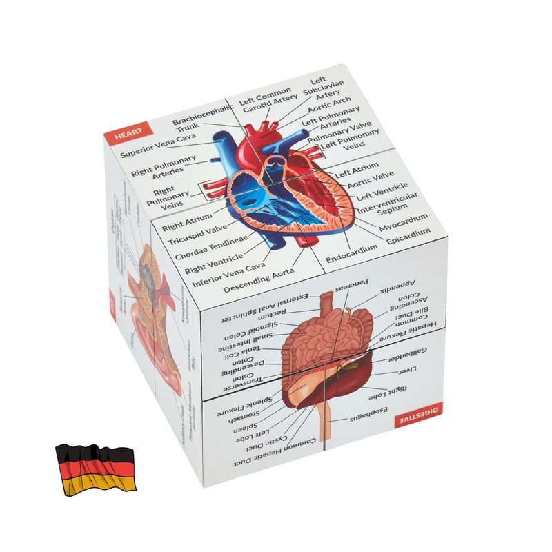 Human Anatomy Study Cube in German, 9 Parts of the Human Body Learning ...