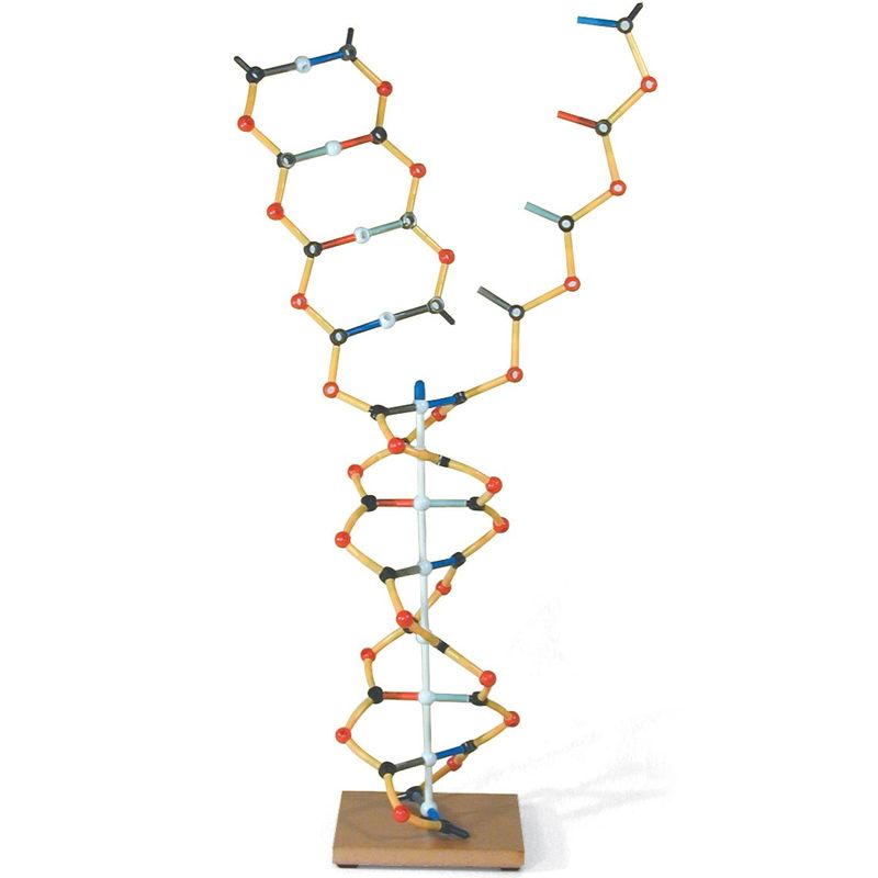 DNA RNA – Model Assembly Kit - Online Marketplace - EveryMarket