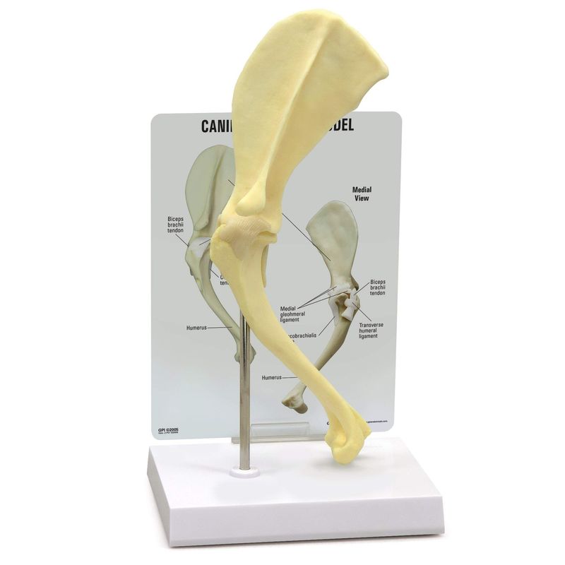 GPI Anatomicals - Canine Shoulder Model, Normal Shoulder Joint Replica ...