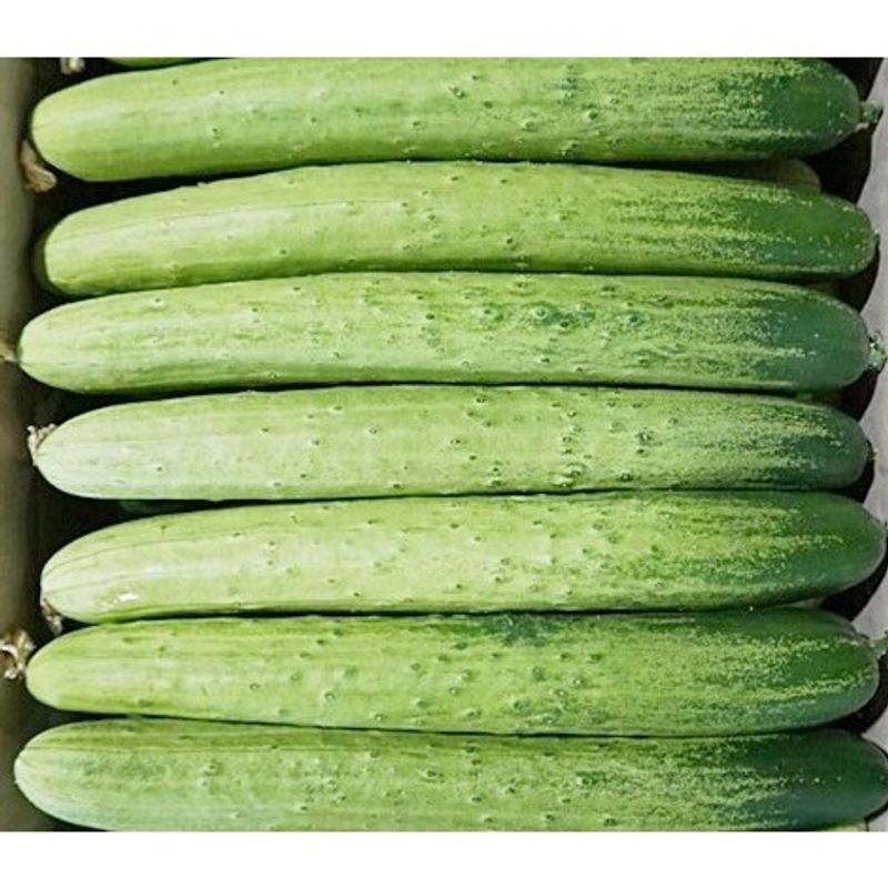 White Cucumber / White Cucumber (Special) Cucumber Cucumber Pickled 10 ...