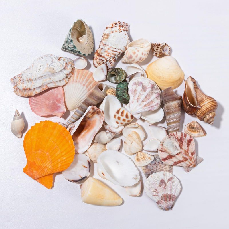 120 g Decorative Shells Decoration, Shells Craft Shells, Sea Shells ...