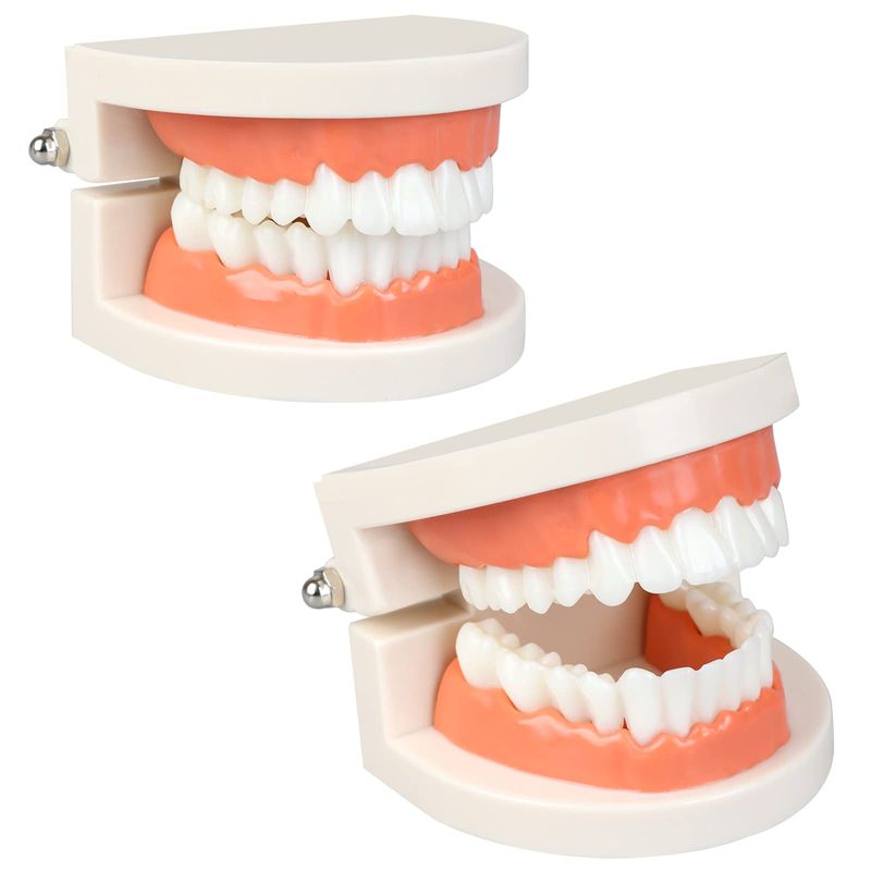 Diyiming 2Pcs Standard Teeth Model Dental Care Model, Child Brushing ...