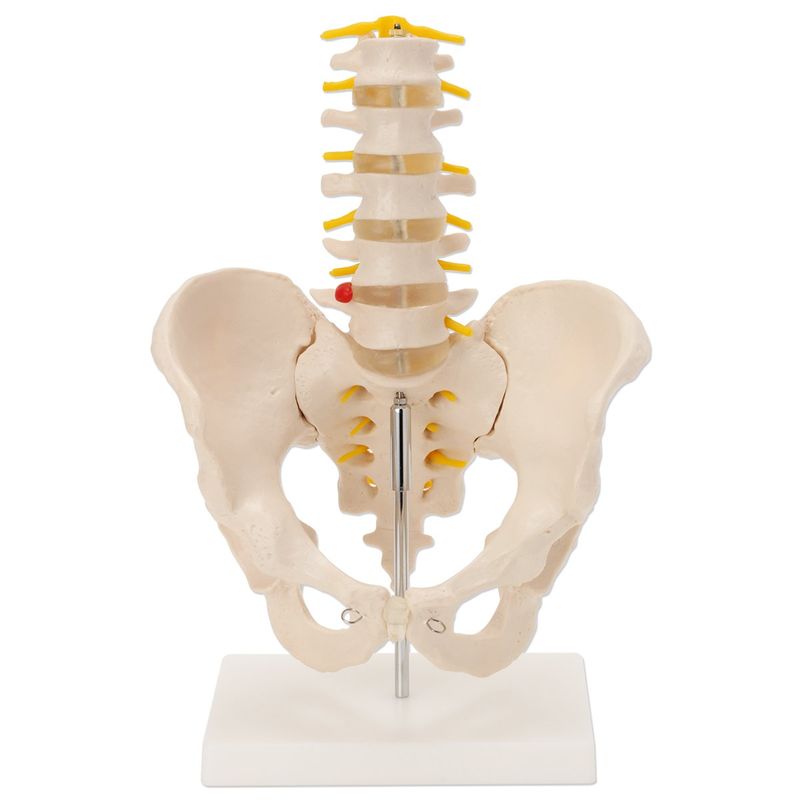 7 Wellness Pelvic Lumbar Model, Life-Size [Human Body Model, Skeleton ...