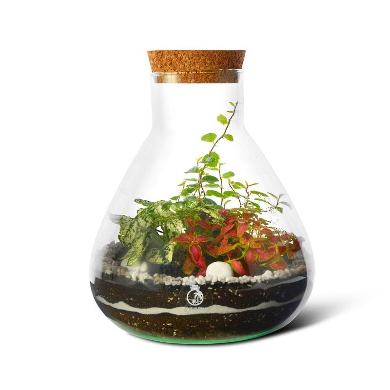Complete Terrarium Kit with Real Plants, Glass Container H: 24 cm ...