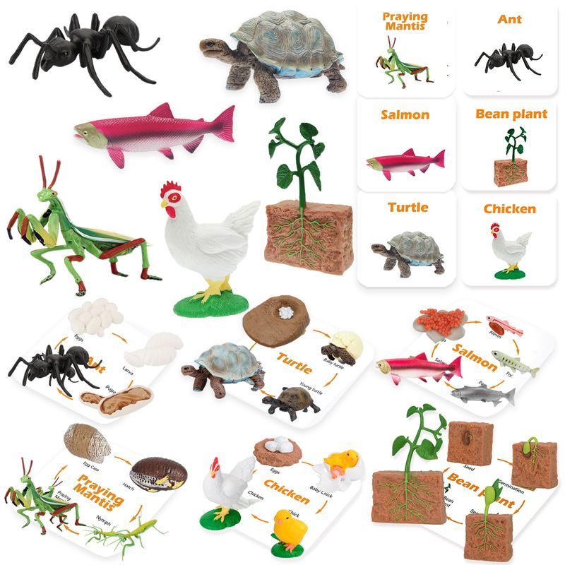 MIKNEKE Montessori Life Cycle Animal Figurines Learning & Education ...