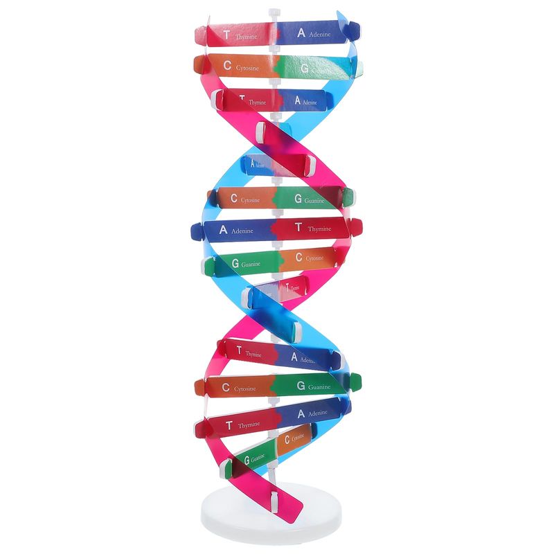 ULTECHNOVO Helix Gene Model Kit Models Double Helix Model Dna Science Teaching Molecular ...