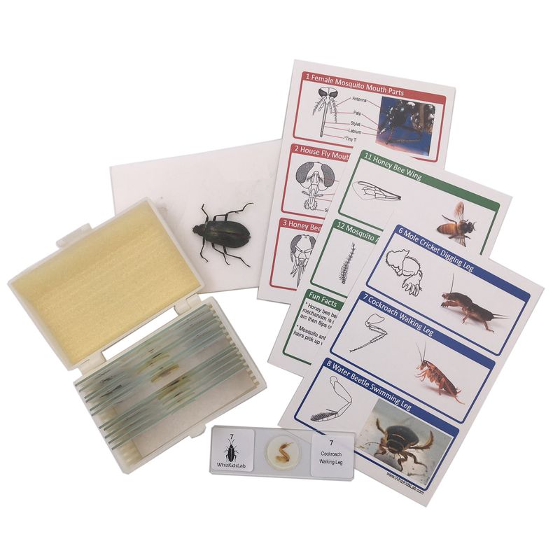 WhizKidsLab 12 Prepared Insect Bug Parts Microscope Slides Set Real ...