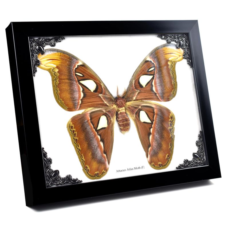 Framed Atlas Moth Wall Decor Box Frame | Mexican Gothic Taxidermy ...