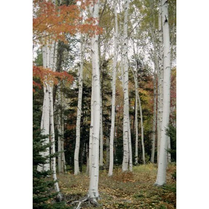 100 JAPANESE WHITE BIRCH TREE Betula Platyphylla Japonica Seeds by ...