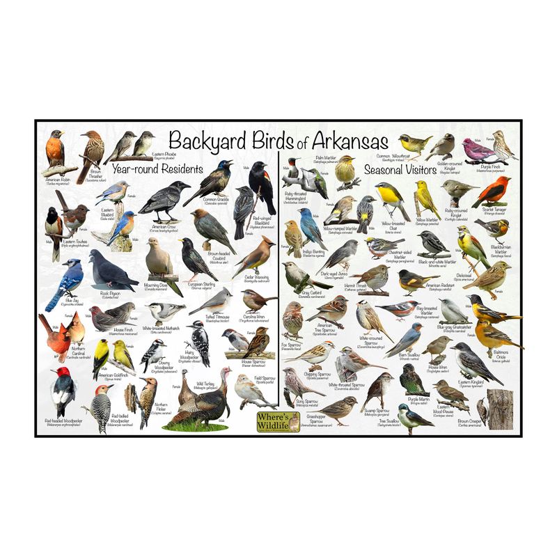 Where's Wildlife Backyard Birds of Arkansas Bird Identification Poster ...