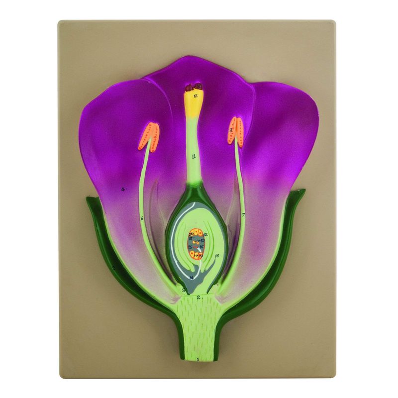 EISCO Typical Flower Model, Three Dimensional, Vertical Section with ...