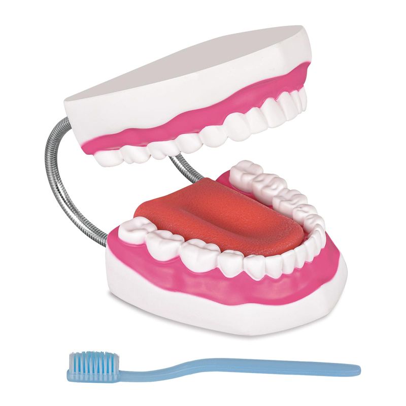 Ultrassist Mouth Model with Soft Silicone Tongue for Speech and ...