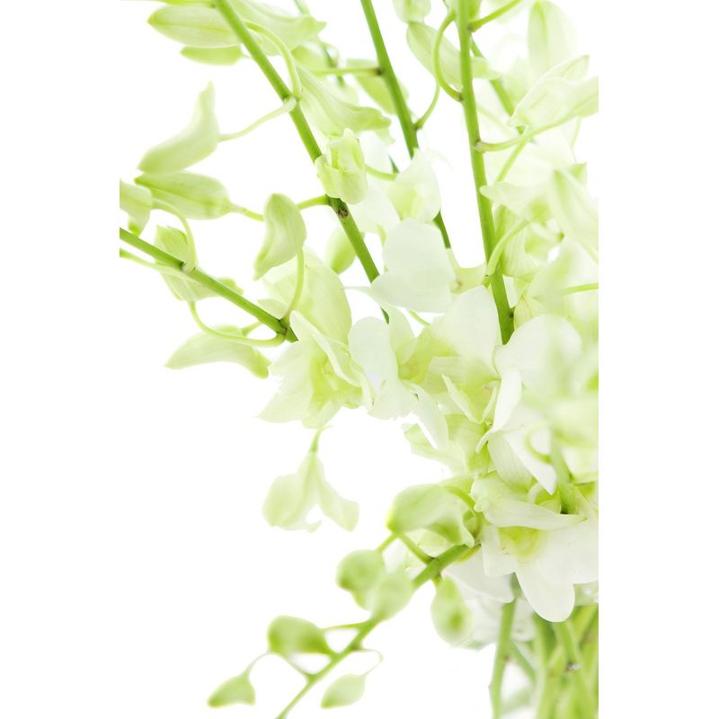 Fresh Cut Flowers - Dendrobium Orchids White - Online Marketplace ...