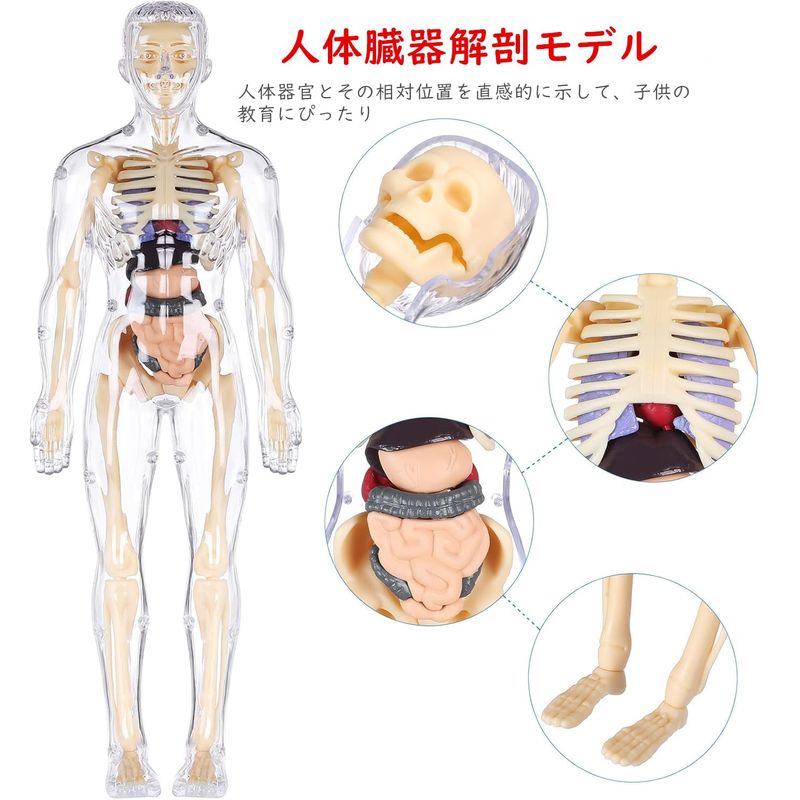 Huang Yem Human Body Model Puzzle, Mannequin Anatomy Model, 3D Organ ...