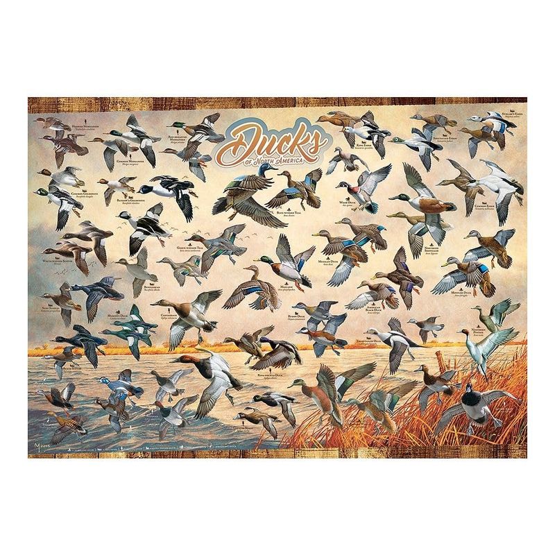 Cobble Hill 1000 Piece Puzzle - Ducks of North America - Sample Poster ...