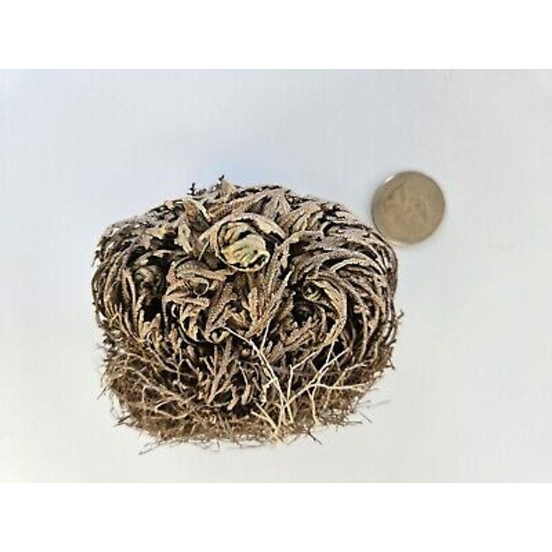 Rose of Jericho - Resurrection Plant - Dried Whole Plant Comes Back To ...