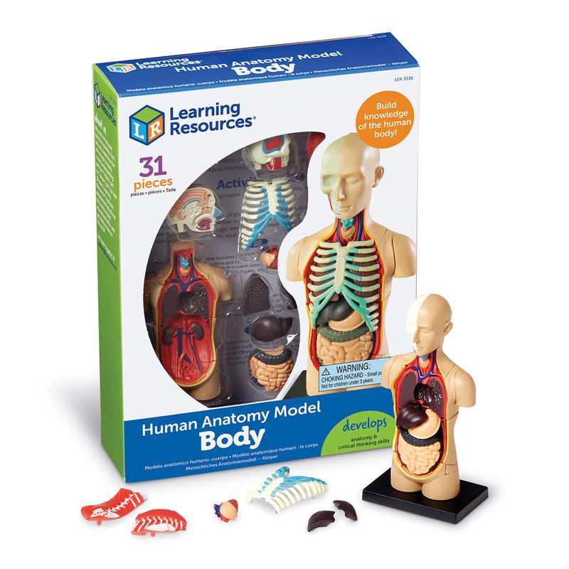 Learning Resources Human Body Model, 31 Pieces, Grades 3+, Ages 8 ...