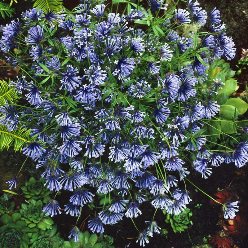 Outsidepride 2000 Seeds Annual Asperula Orientalis Blue Woodruff Herb ...