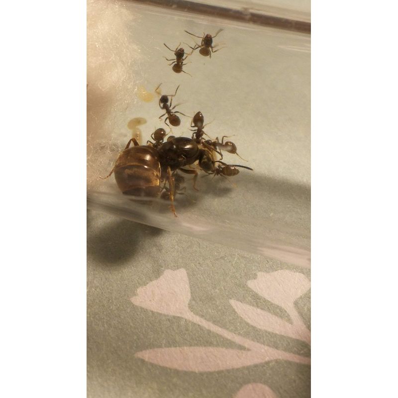 Movemant ant store Live ants Lasius Niger live queen ant with brood(egg ...