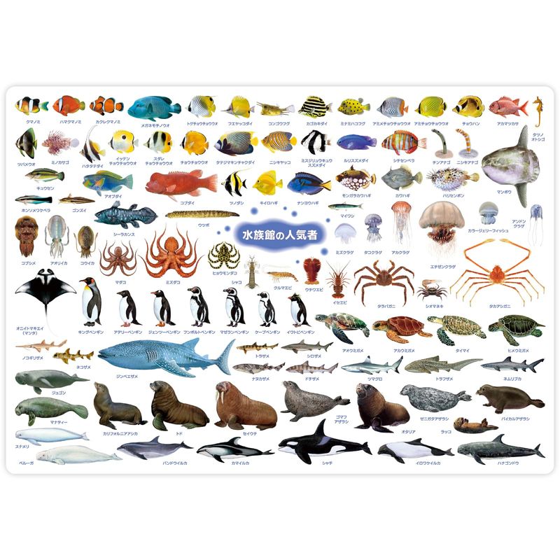 The Access Sea Creatures Picture Book ajiki A4 Aquarium Popular ...