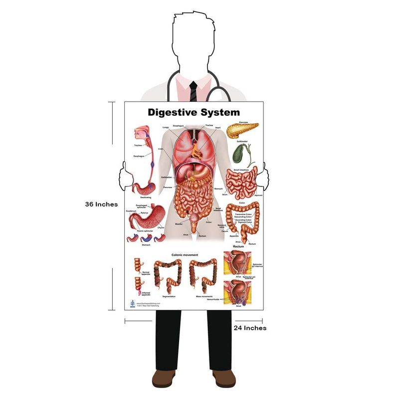 Blue Tree Publishing Anatomy of the Digestive System and Colon Model ...
