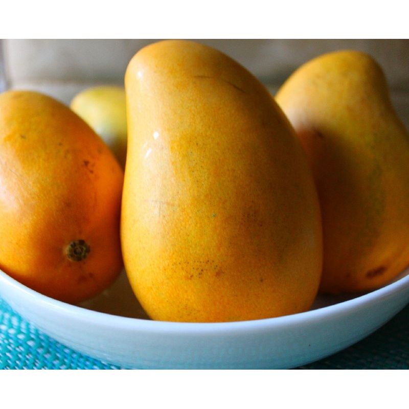 Ataulfo Mango - Mexican Mangoes - EveryMarket