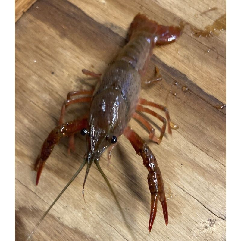 2 Live White River CRAYFISH CRAWFISH CRAWDAD aquarium pond Pet Fish ...